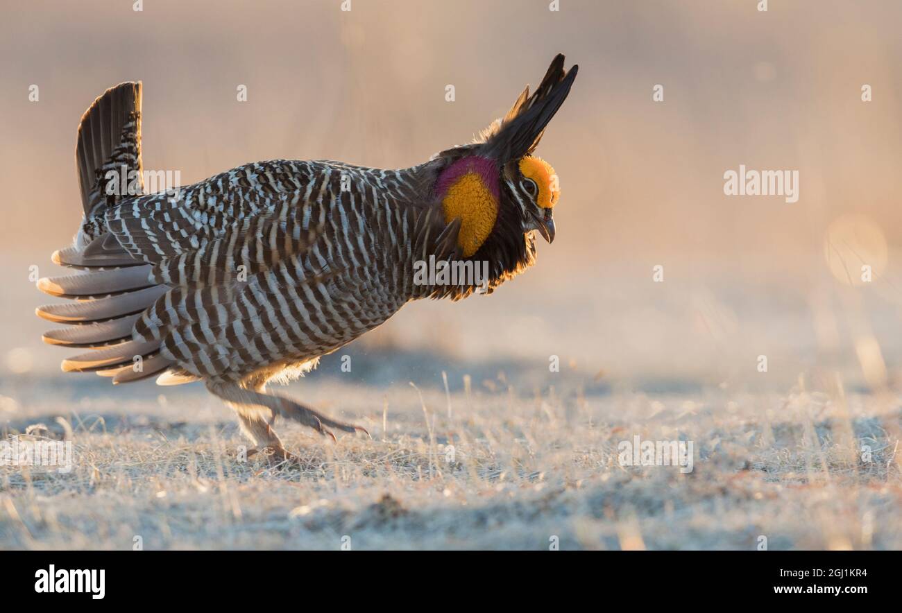 Greater prairie chicken, courtship dance Stock Photo - Alamy