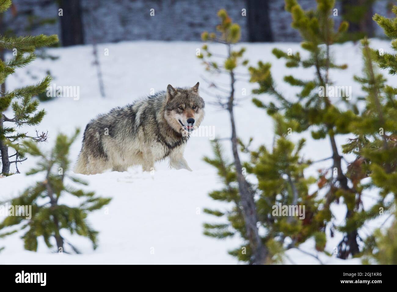 Danita delimont wolf hi-res stock photography and images - Alamy