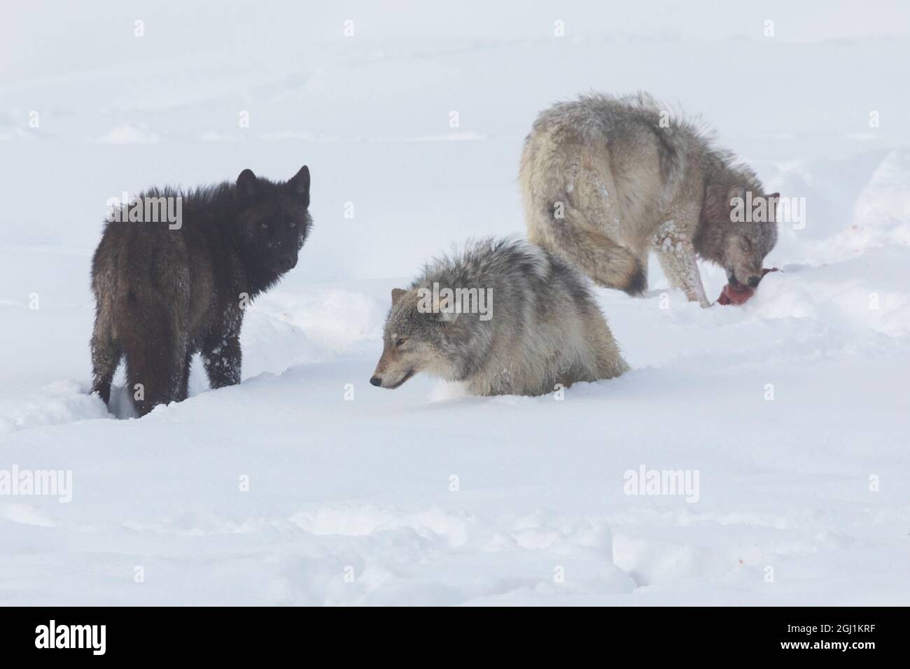 Gray Wolves Submissive Behavior Stock Photo Alamy