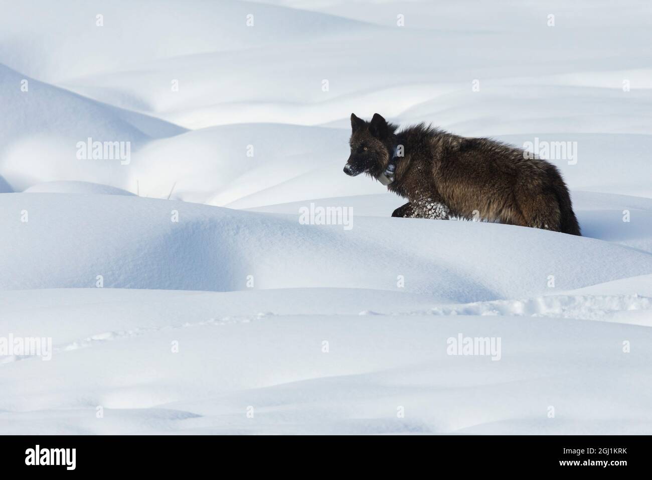 Gray wolf (black phase) wearing radio collar Stock Photo - Alamy