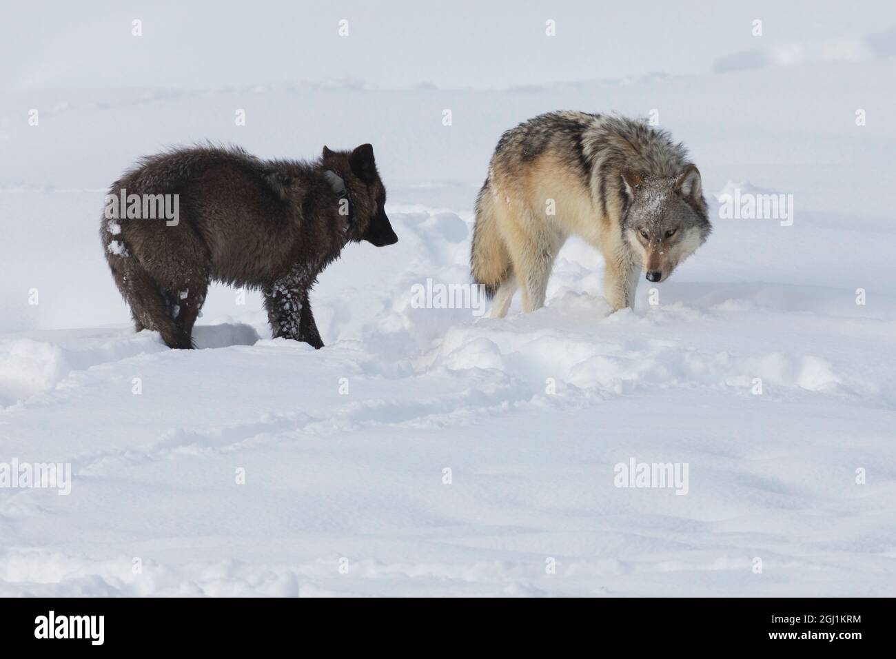Yellowstone gray wolf feeding hi-res stock photography and images - Alamy