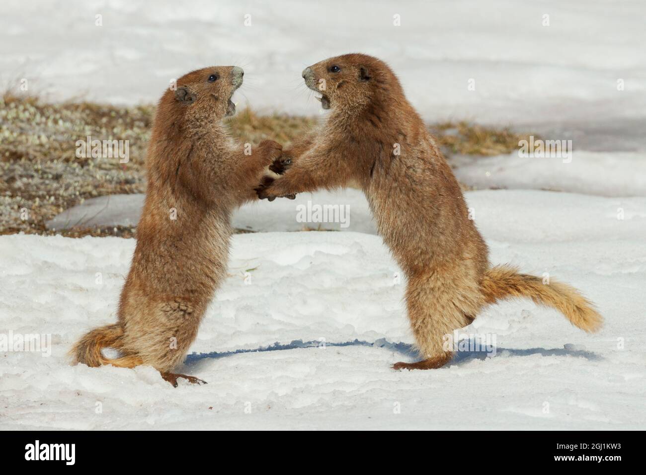 Olympic marmot marmota olympus hi-res stock photography and images - Alamy