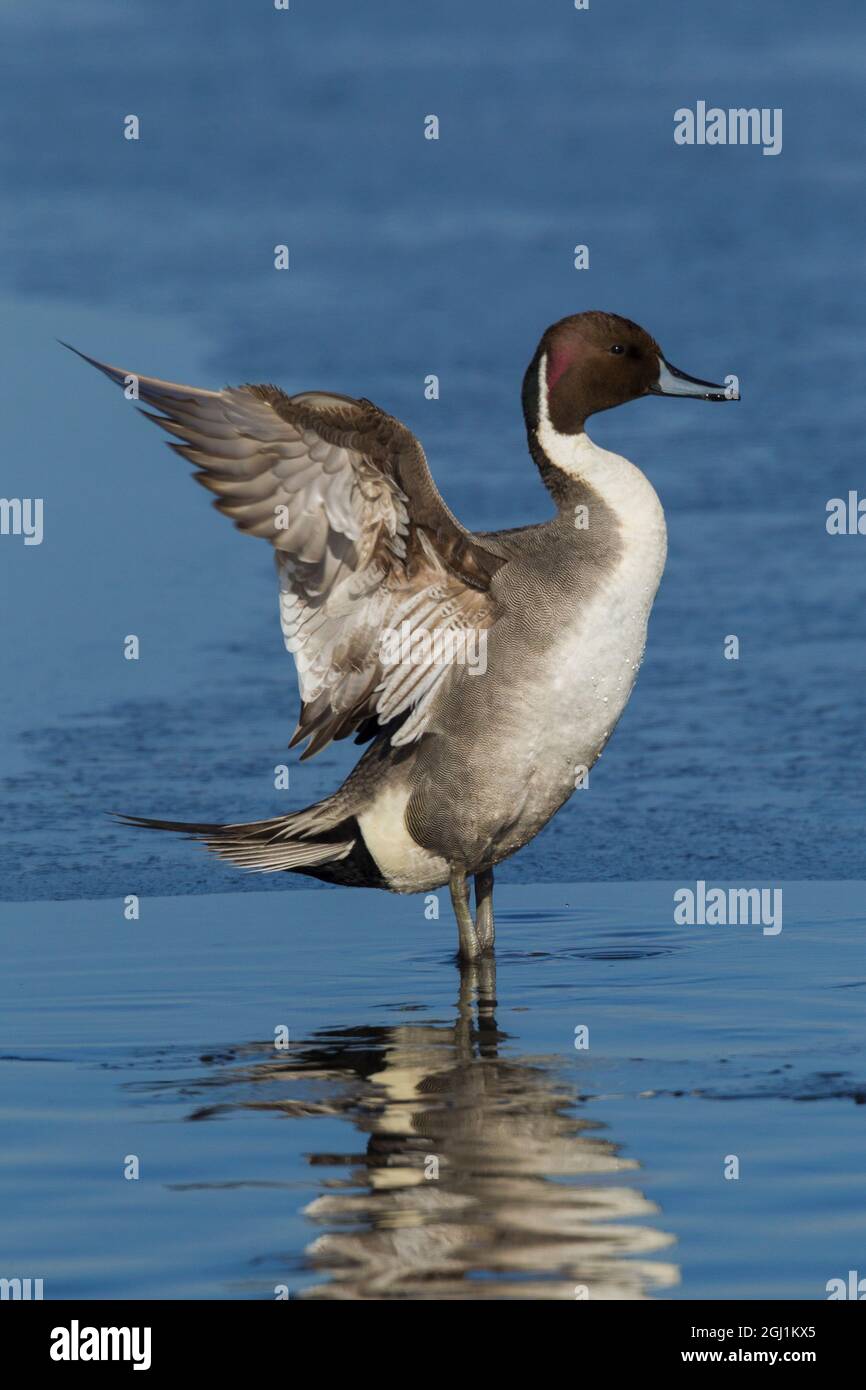 Northern pintail drake on Ice Stock Photo - Alamy