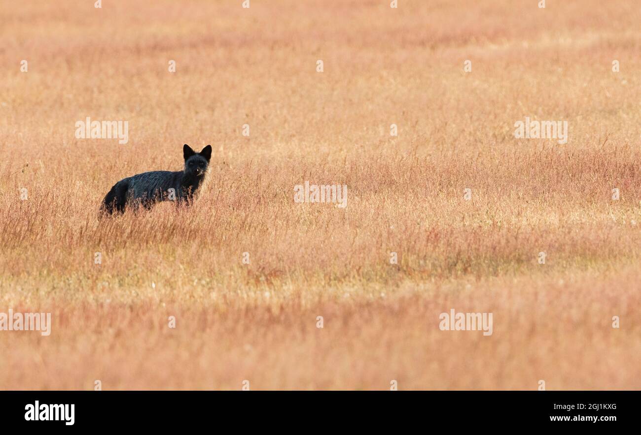 Red fox, black phase Stock Photo - Alamy