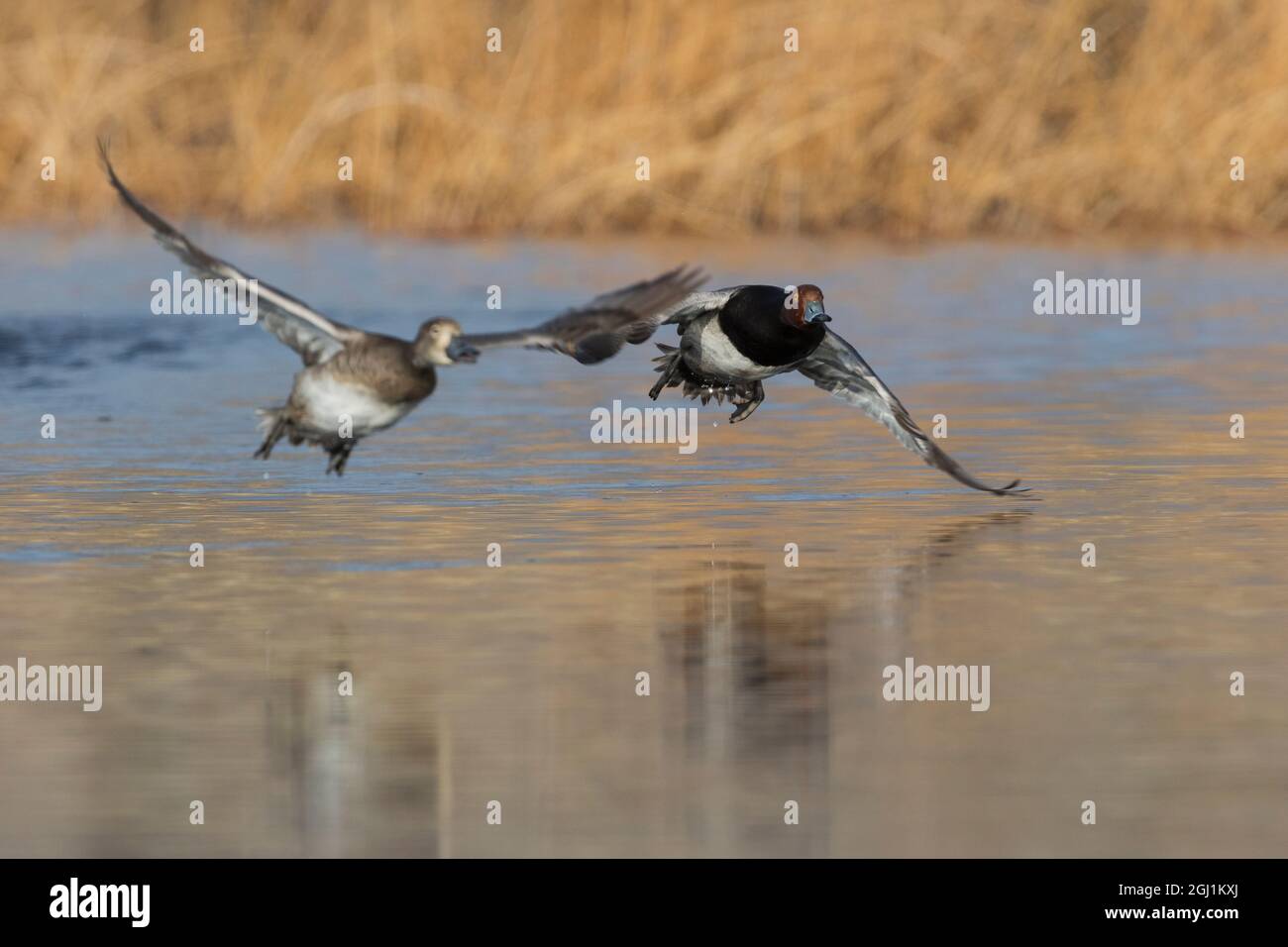 Redhead ducks taking flight Stock Photo - Alamy