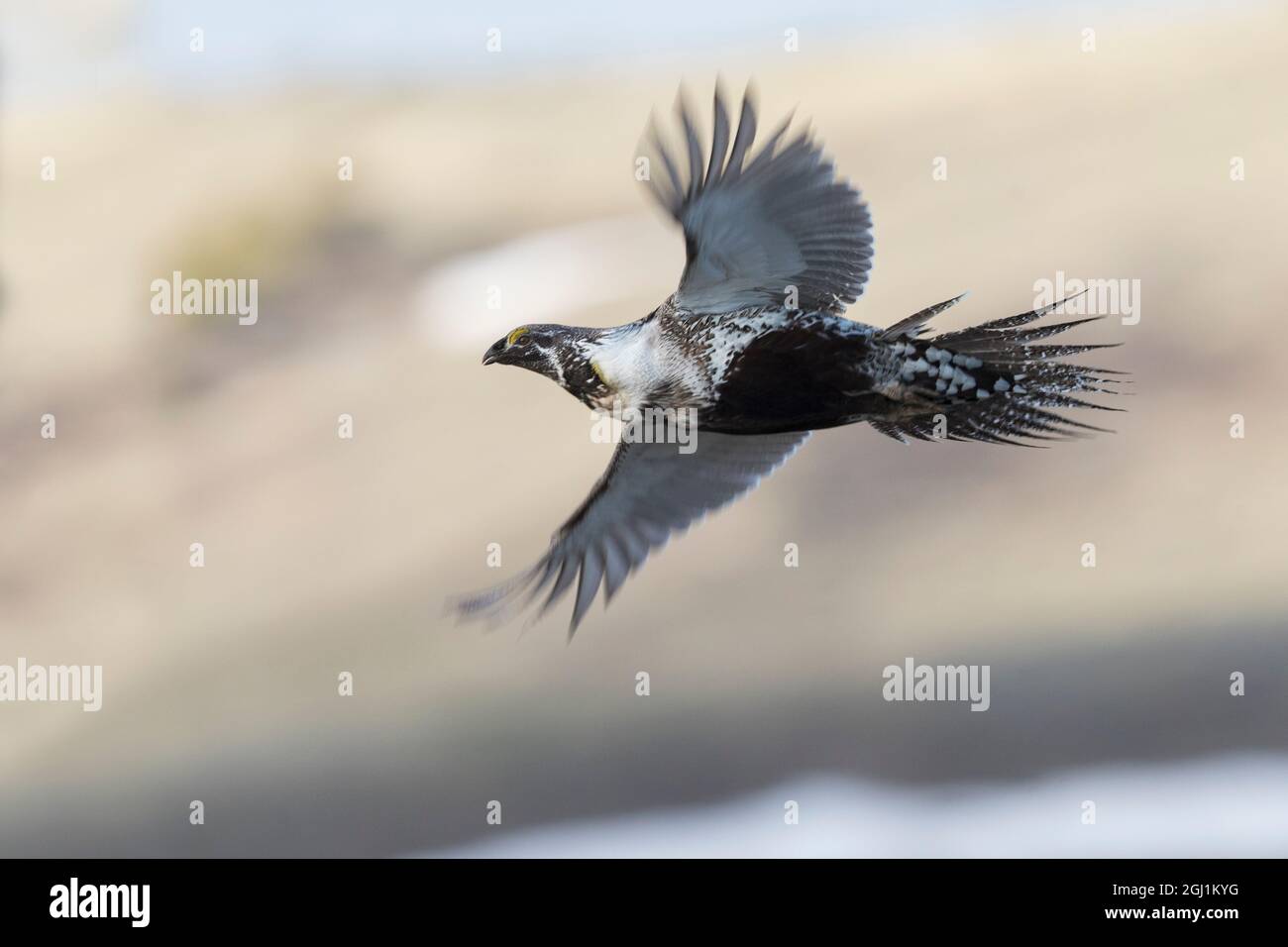 Ken sage hi-res stock photography and images - Alamy