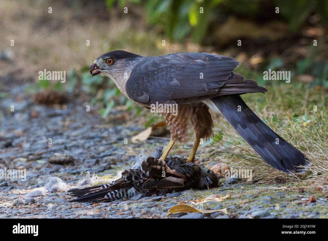 Sharp-shined hawk with meal (red-shafted flicker Stock Photo - Alamy