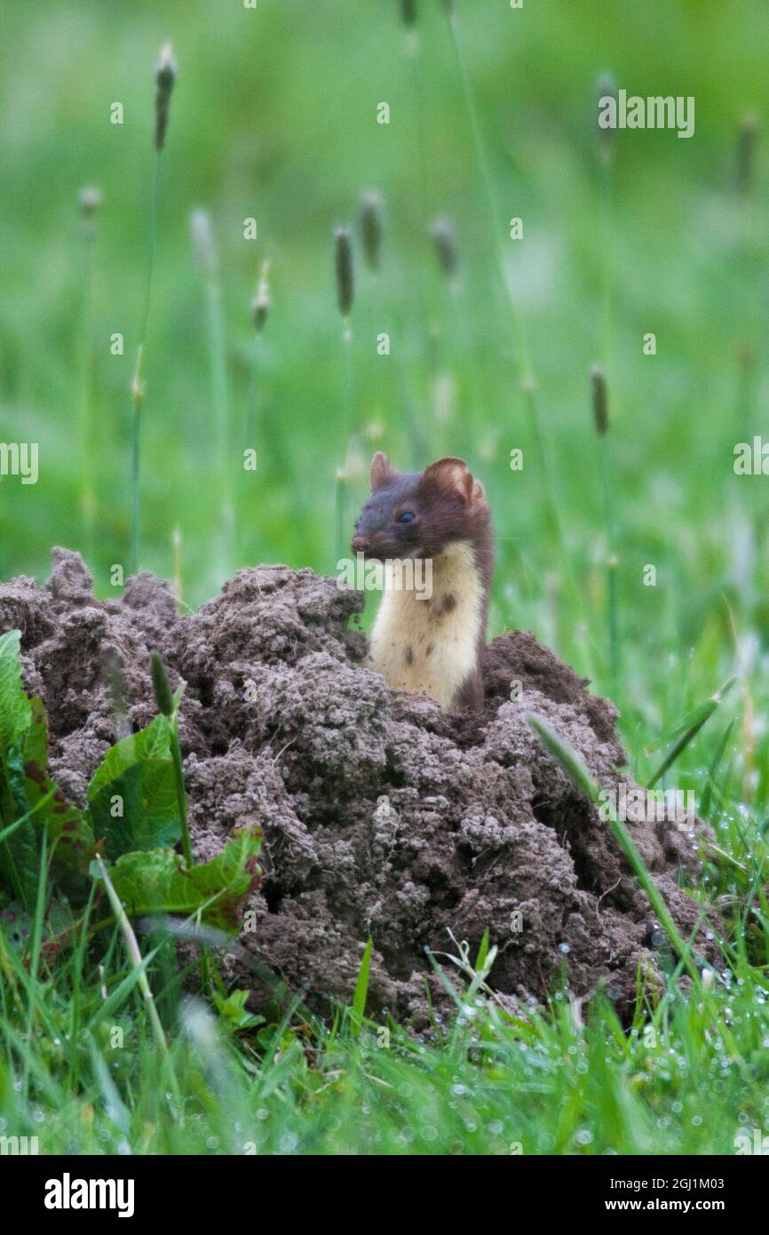 Short-tailed weasel hunting vole tunnel Stock Photo - Alamy