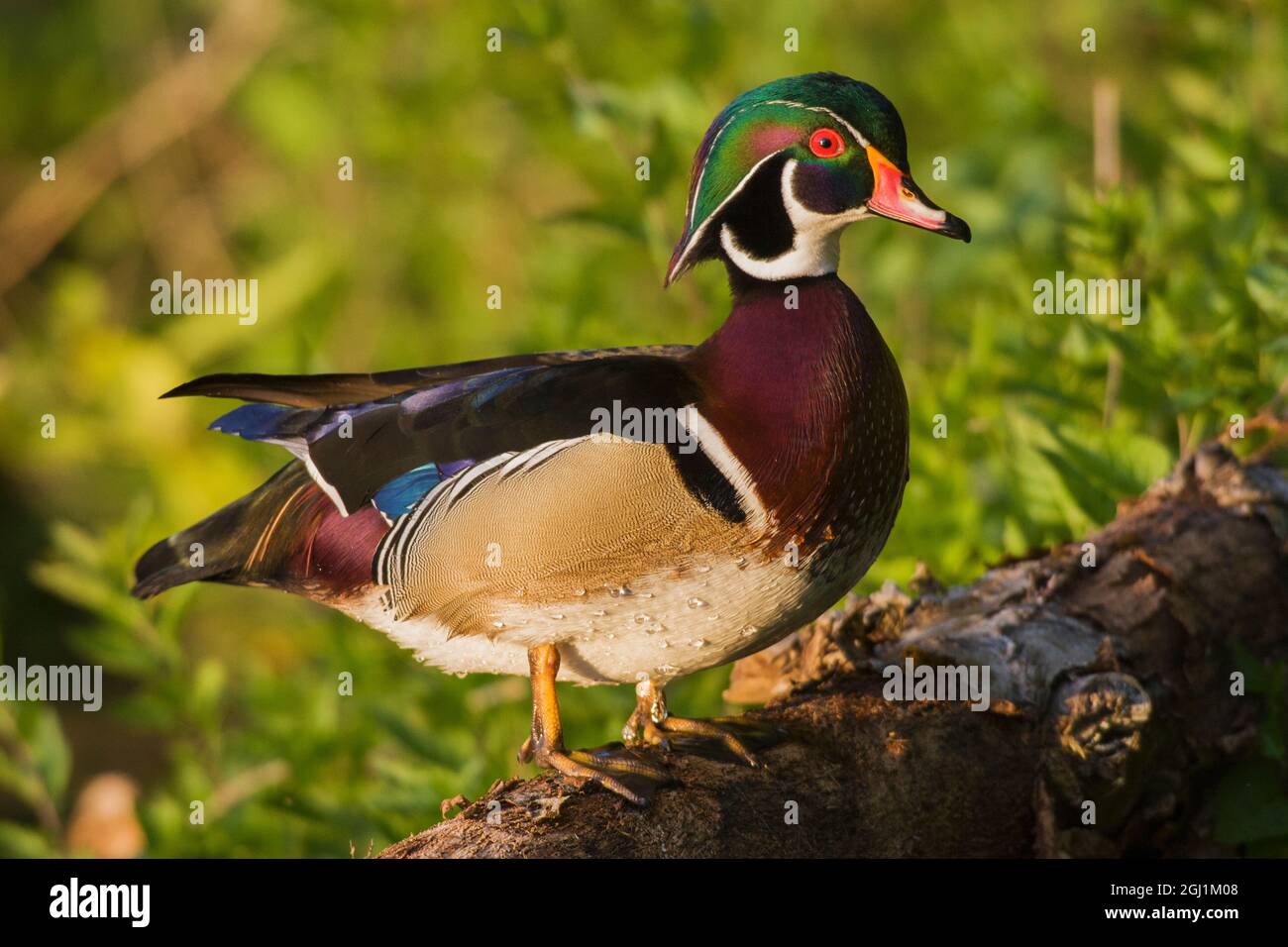 Wood duck drake Stock Photo - Alamy