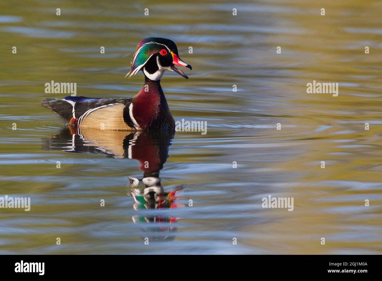 Wood duck drake calling Stock Photo - Alamy