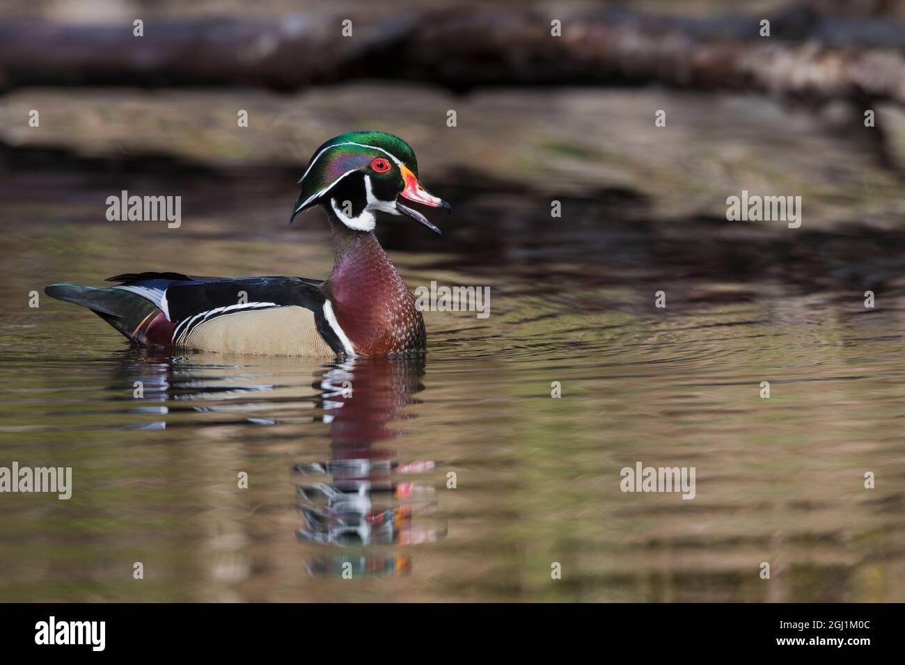 Wood duck drake calling Stock Photo - Alamy