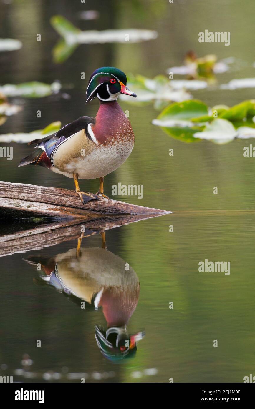 Wood duck drake Stock Photo - Alamy