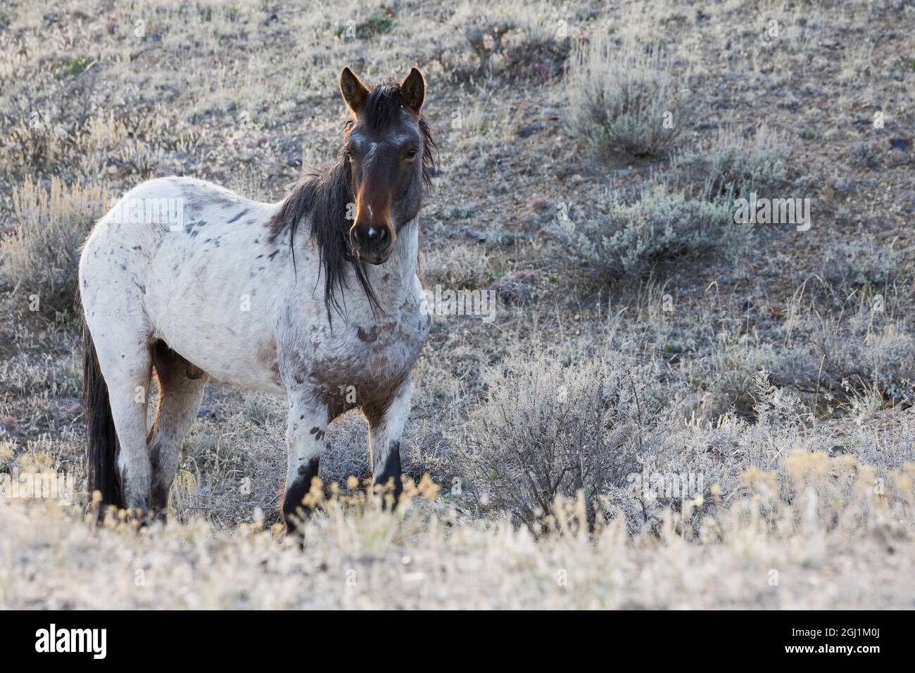 Wild horse, stallion Stock Photo - Alamy