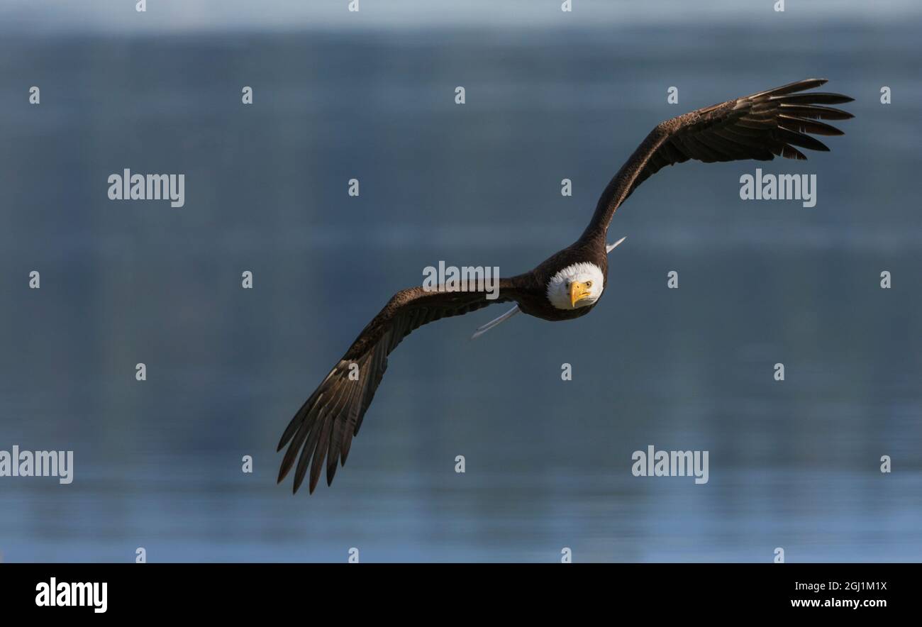 Archer approaching hi-res stock photography and images - Alamy