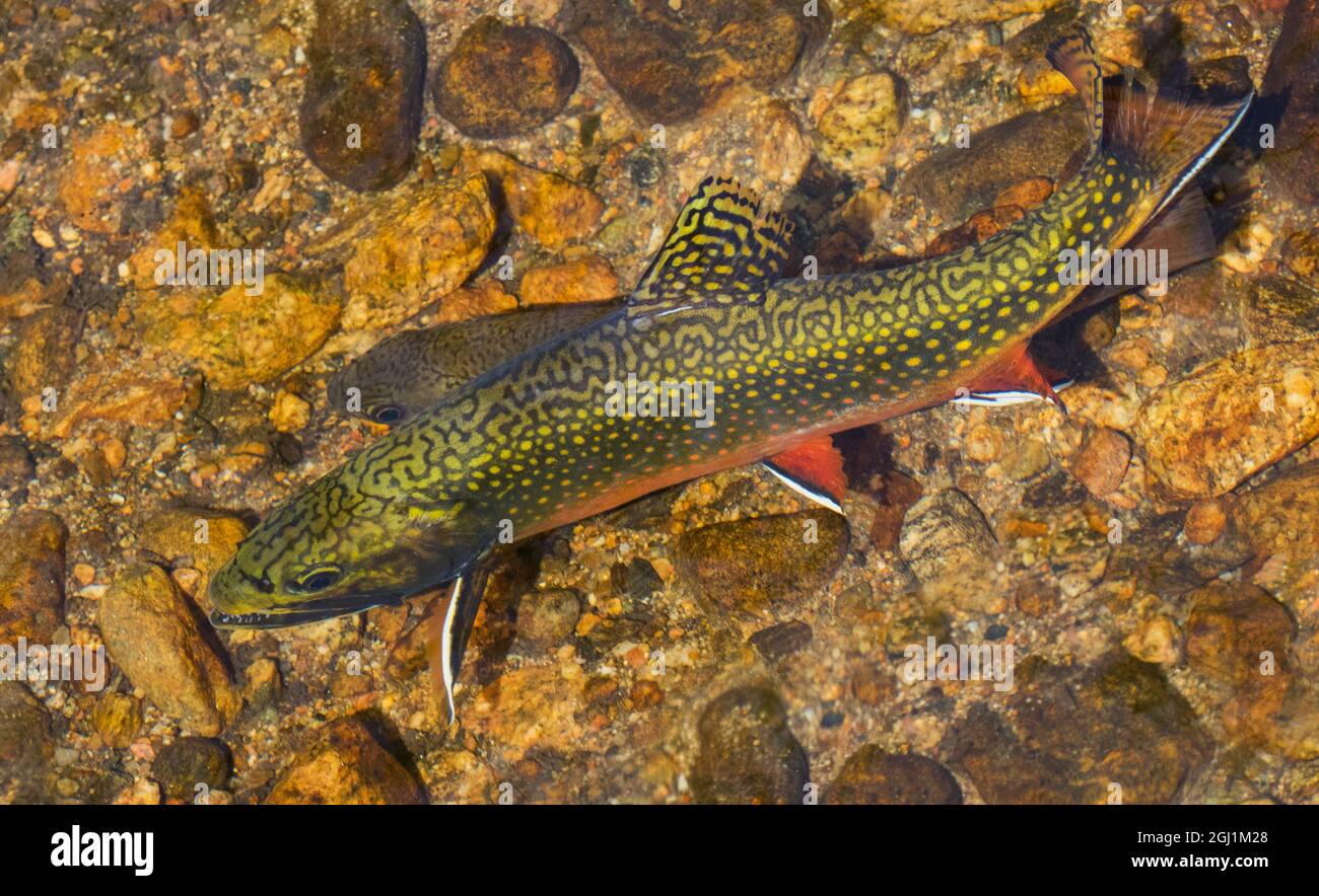 Trout spawning hi-res stock photography and images - Alamy