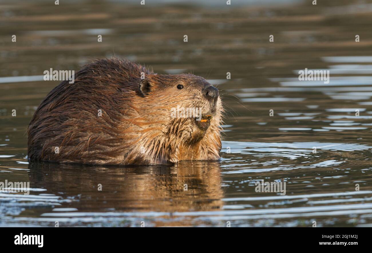 Beaver smiling hi-res stock photography and images - Alamy