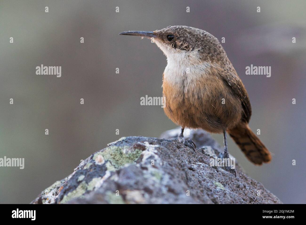 Canyon wren hi-res stock photography and images - Alamy