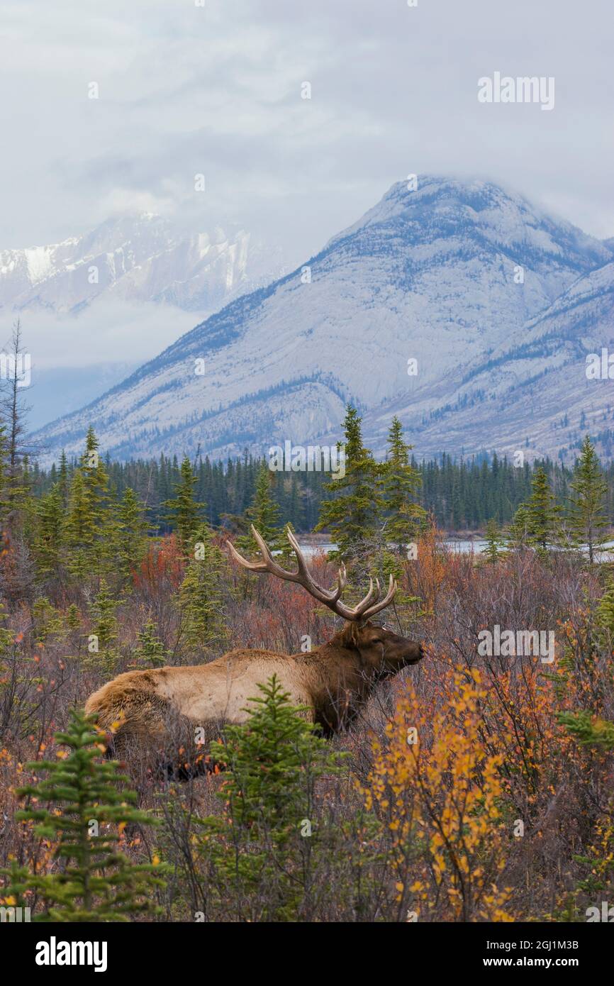 Autumn in the Canadian Rockies Stock Photo - Alamy