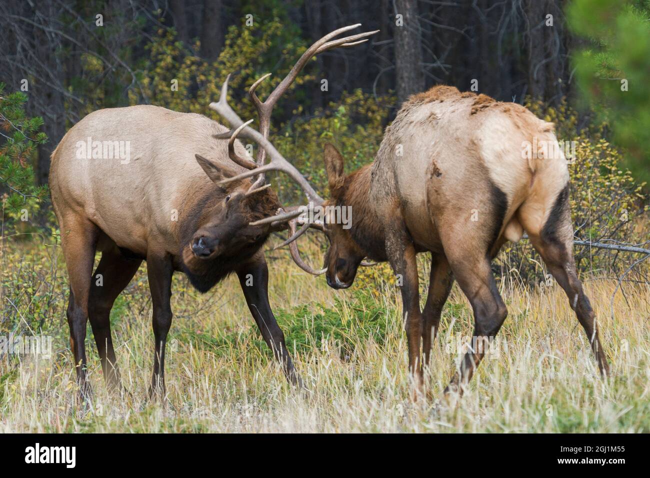 Bull elk sparring Stock Photo - Alamy