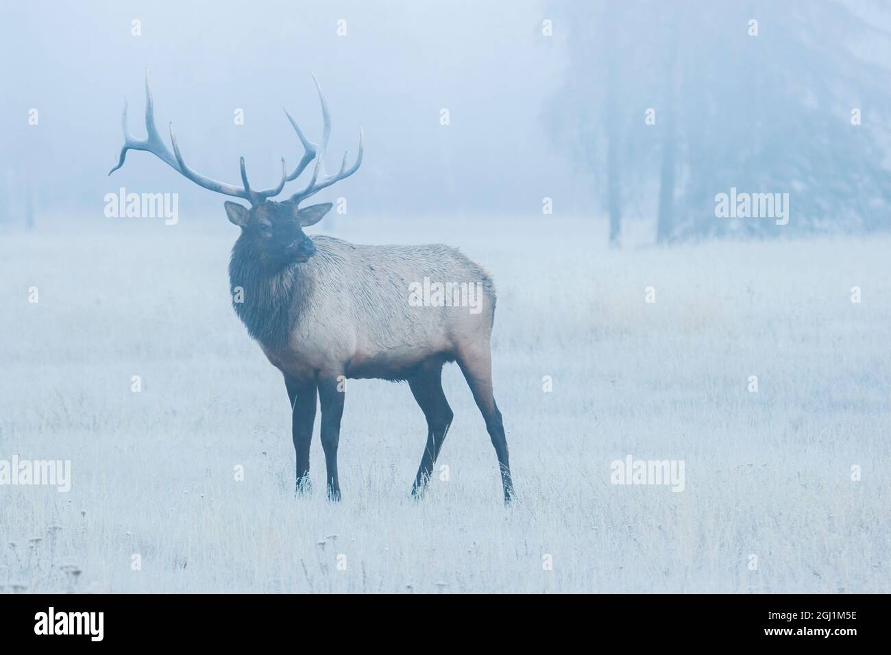 Bull elk, morning fog Stock Photo - Alamy