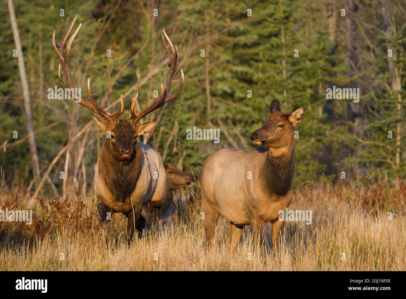 Bull elk with cow elk hi-res stock photography and images - Alamy