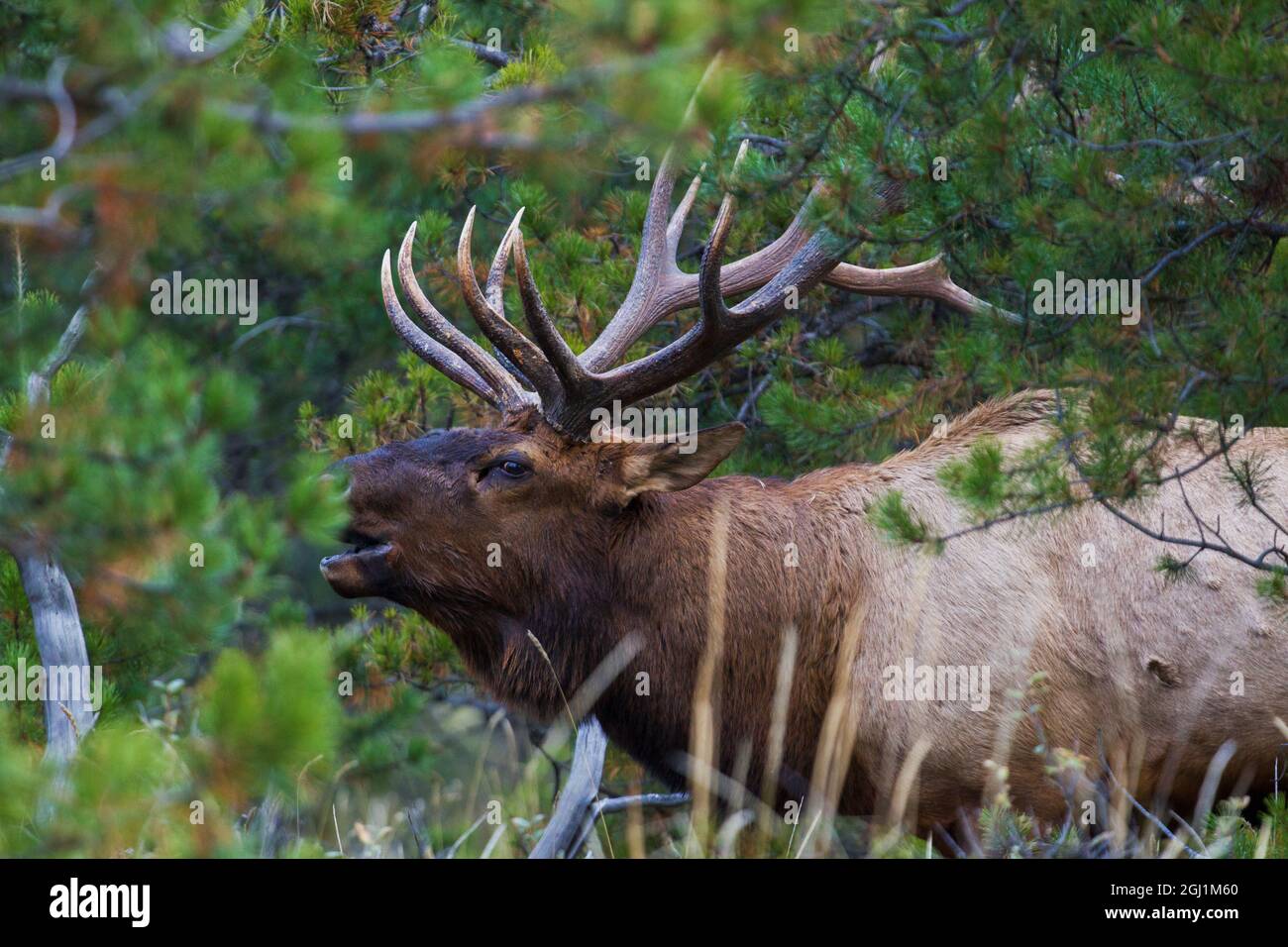 Bull elk bugling in hi-res stock photography and images - Alamy