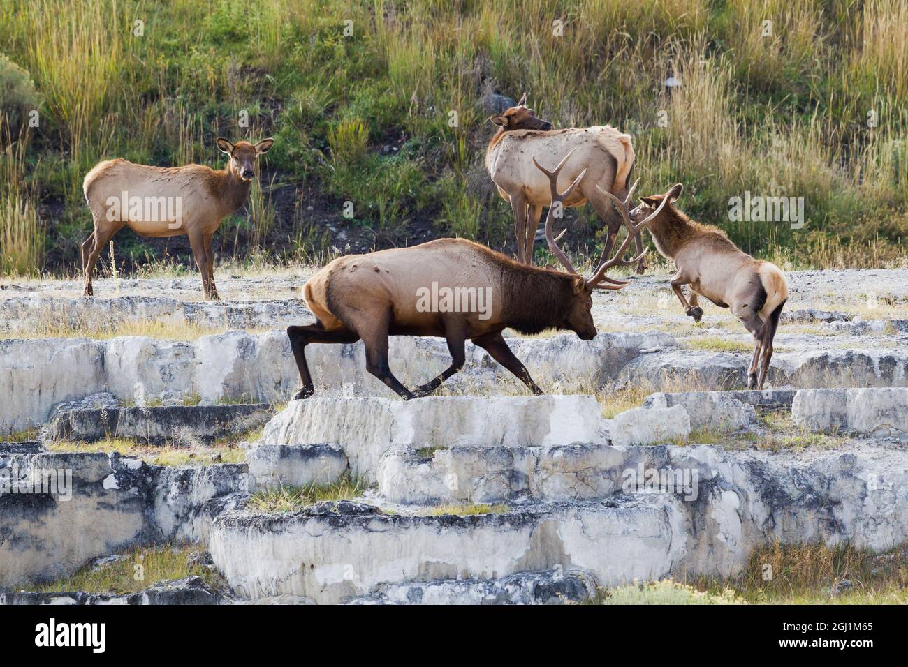 Bull elk rounding up his herd, Yellowstone Hot Springs Stock Photo - Alamy