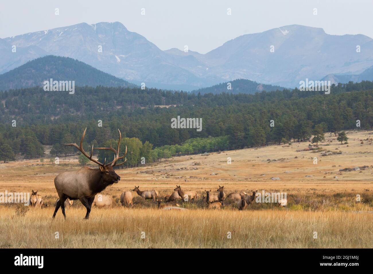 Herd bull, bull elk asserting dominance Stock Photo - Alamy