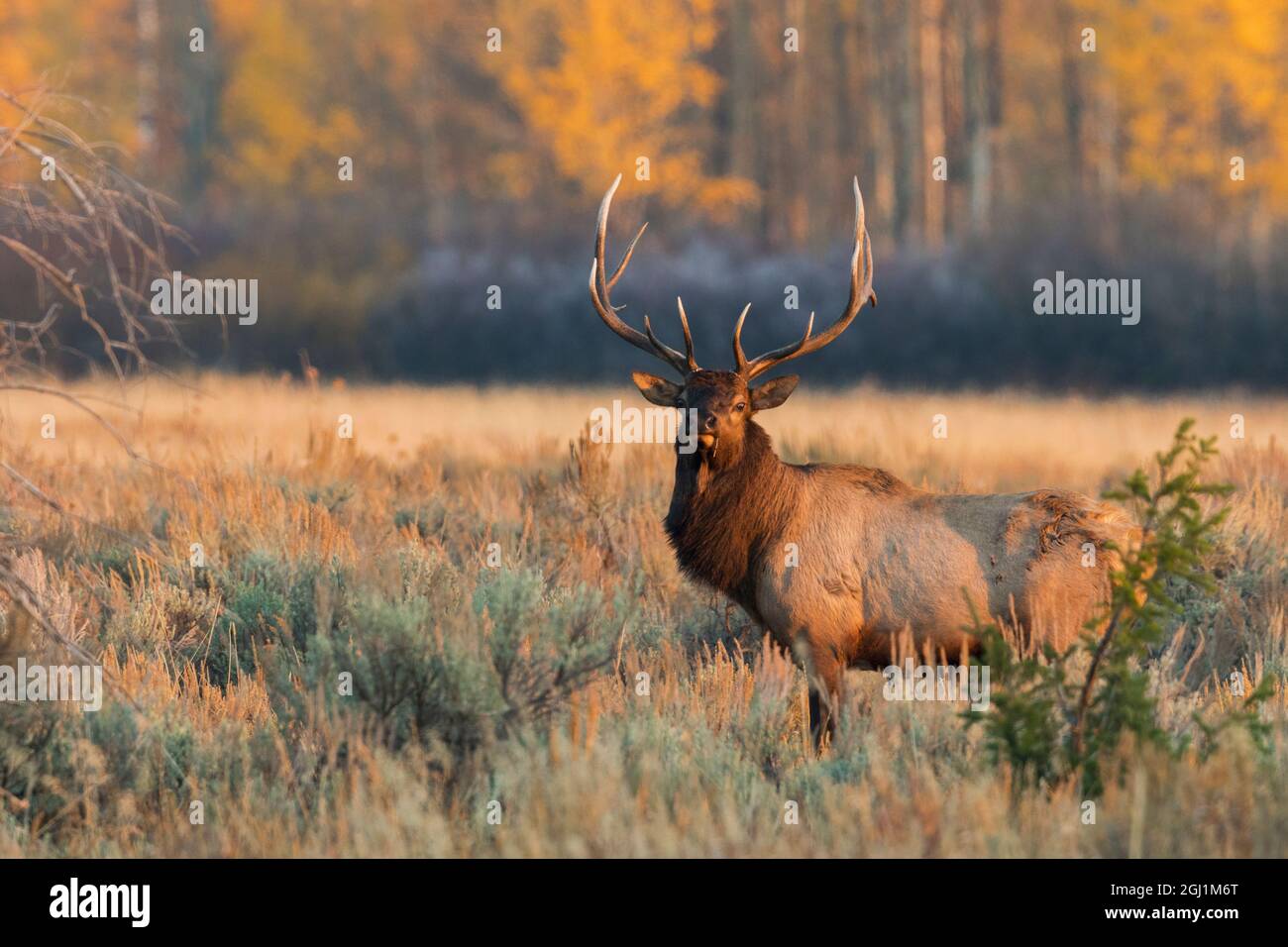 Rocky Mountain bull elk, first light Stock Photo - Alamy
