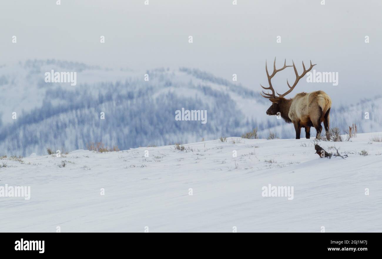 Bull elk, winter survival Stock Photo - Alamy