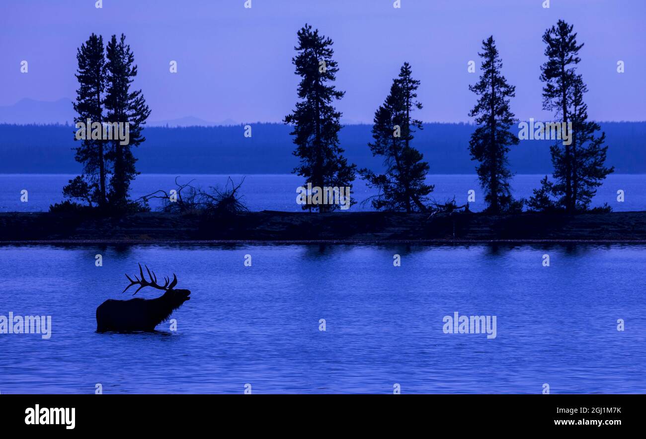Bull elk bugling Stock Photo - Alamy