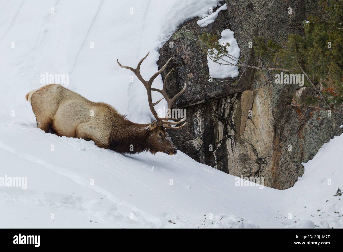 Wading through snow hi-res stock photography and images - Alamy