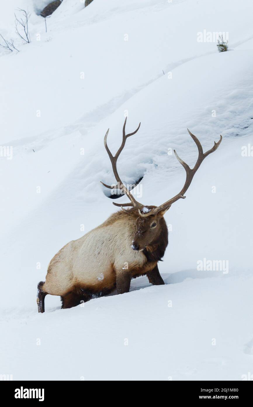 Bull elk wading through deep snow Stock Photo - Alamy
