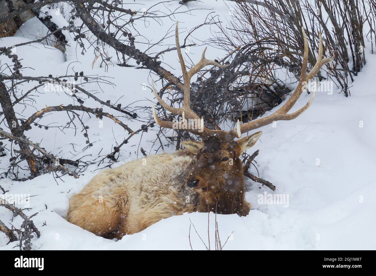 Bull elk bedded during winter storm Stock Photo - Alamy