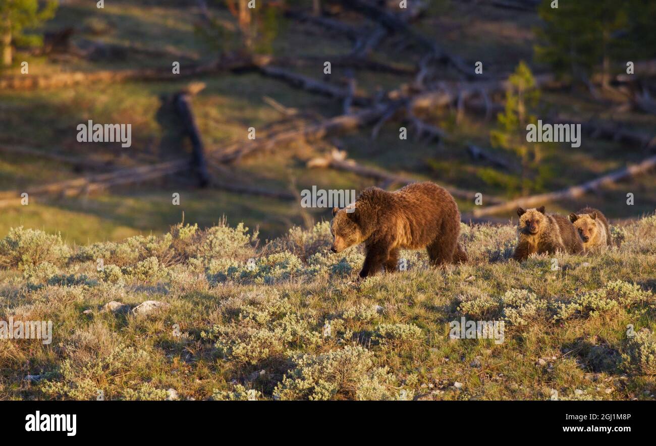 Grizzly bear sow with yearling cubs Stock Photo - Alamy