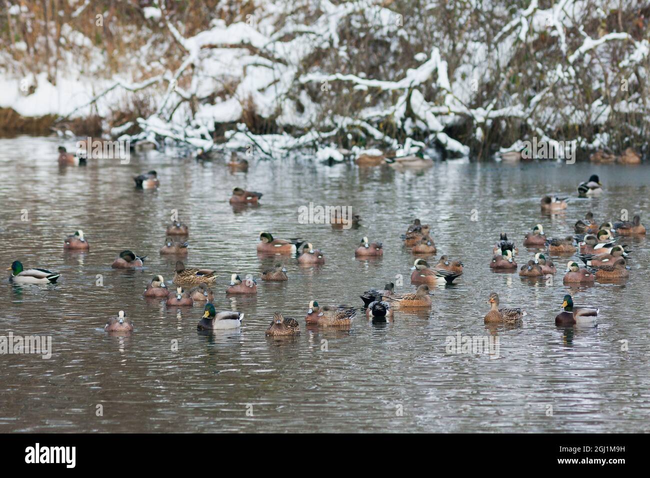 Waterfowl on the water hi-res stock photography and images - Alamy