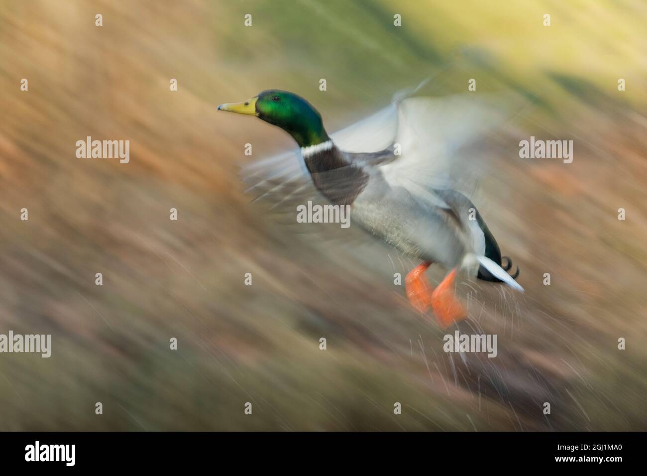 Mallard drake flying Stock Photo - Alamy
