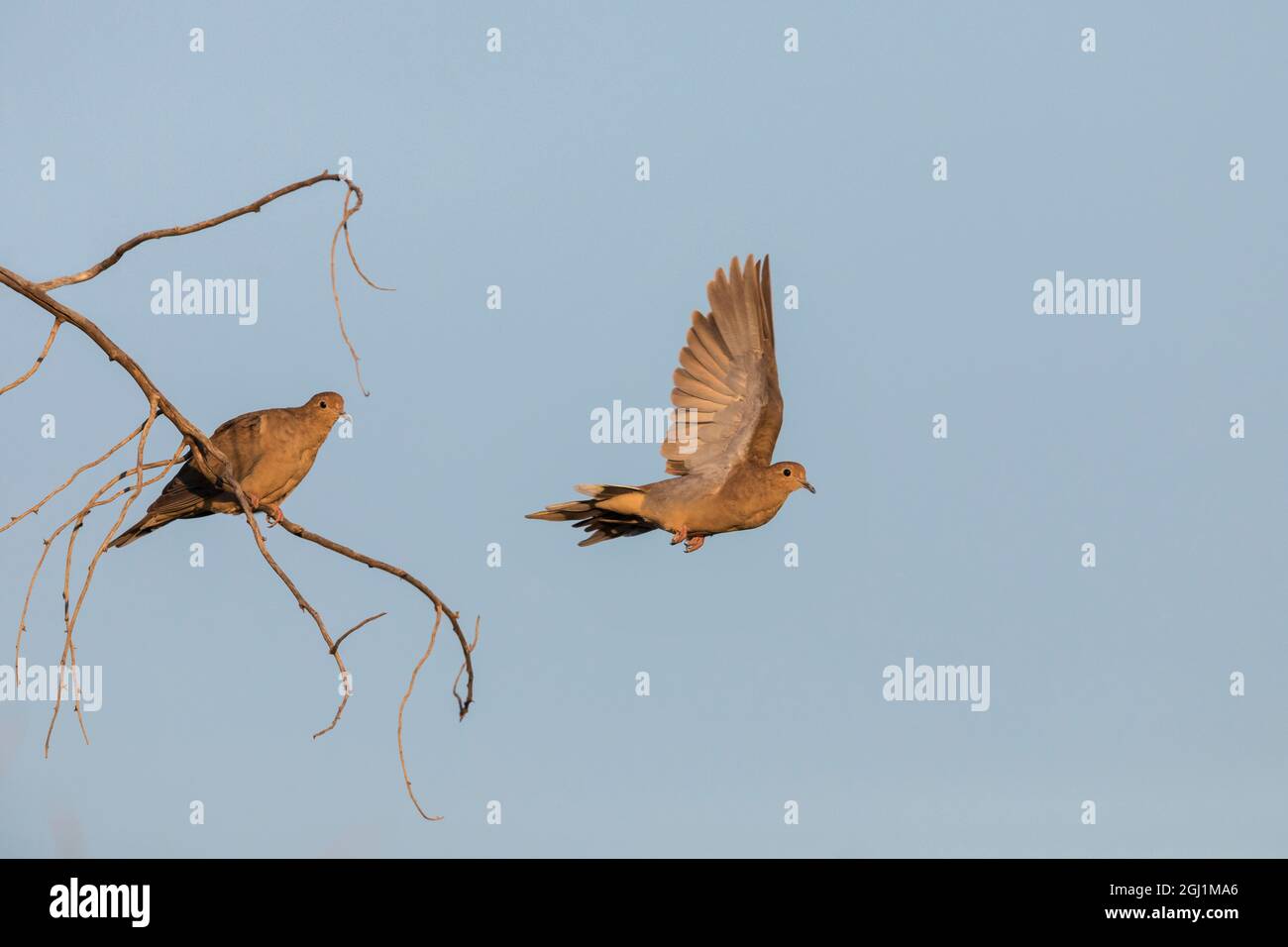 Mourning dove flying hi-res stock photography and images - Alamy