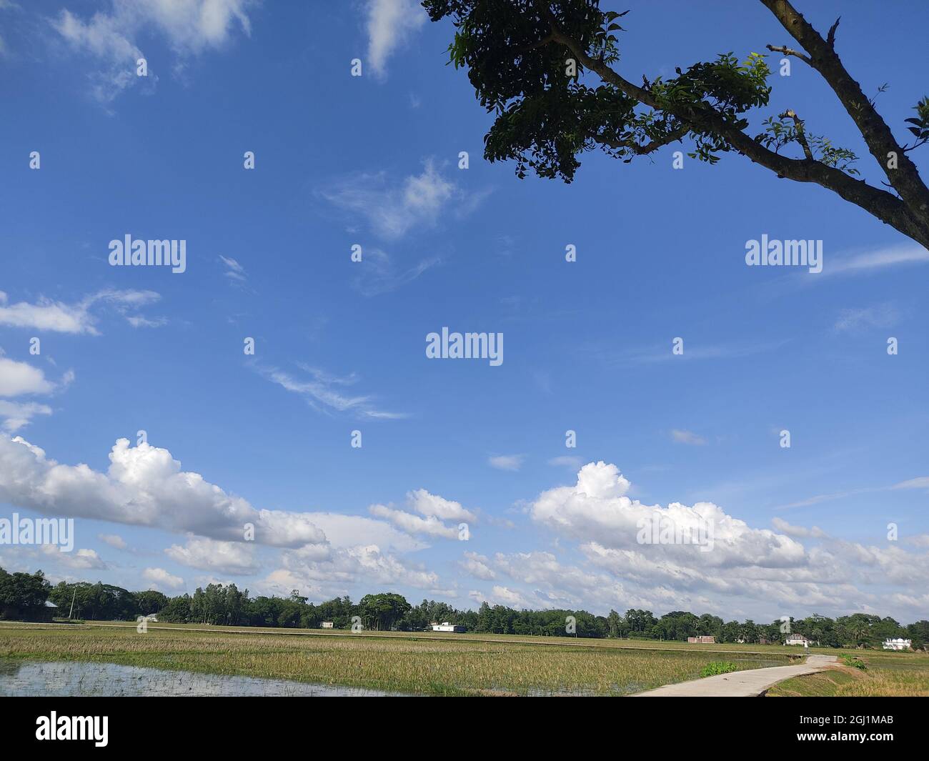 Rice field landscape with blue sky and clouds Stock Photo - Alamy