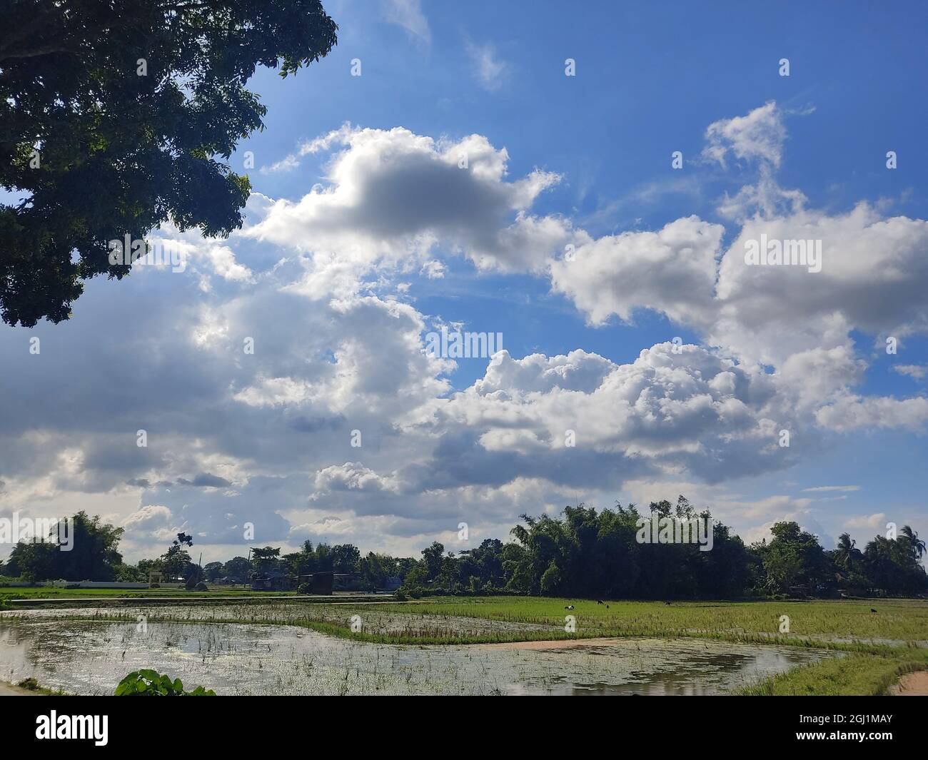 Rice field landscape with blue sky and clouds Stock Photo - Alamy