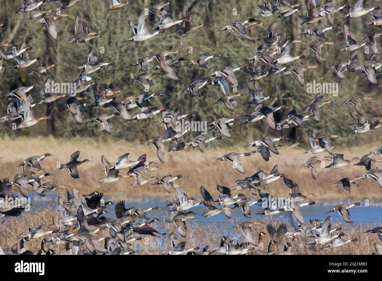 Large flock of waterfowl taking flight Stock Photo - Alamy