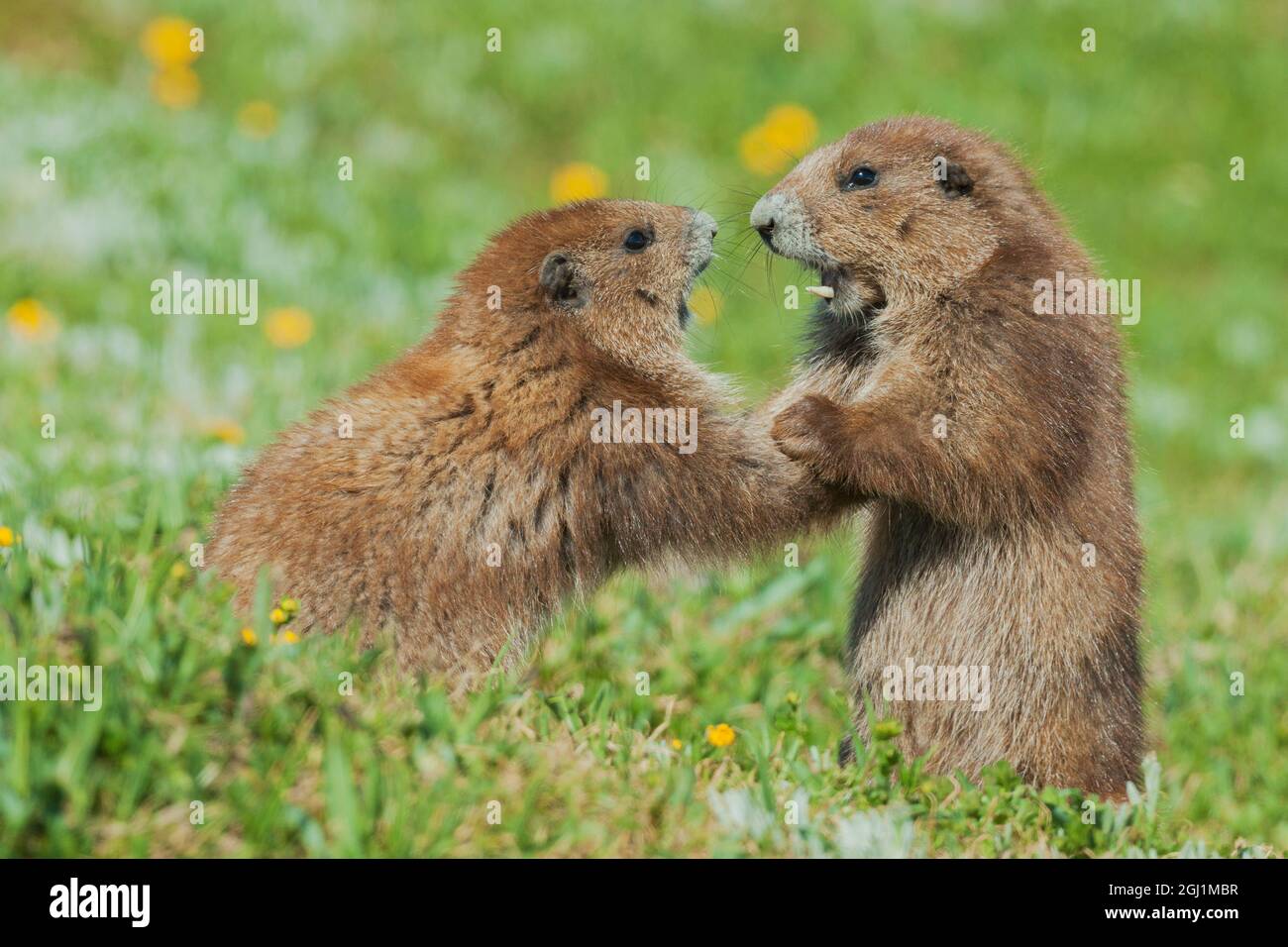 Olympic marmots, youngsters playing Stock Photo - Alamy