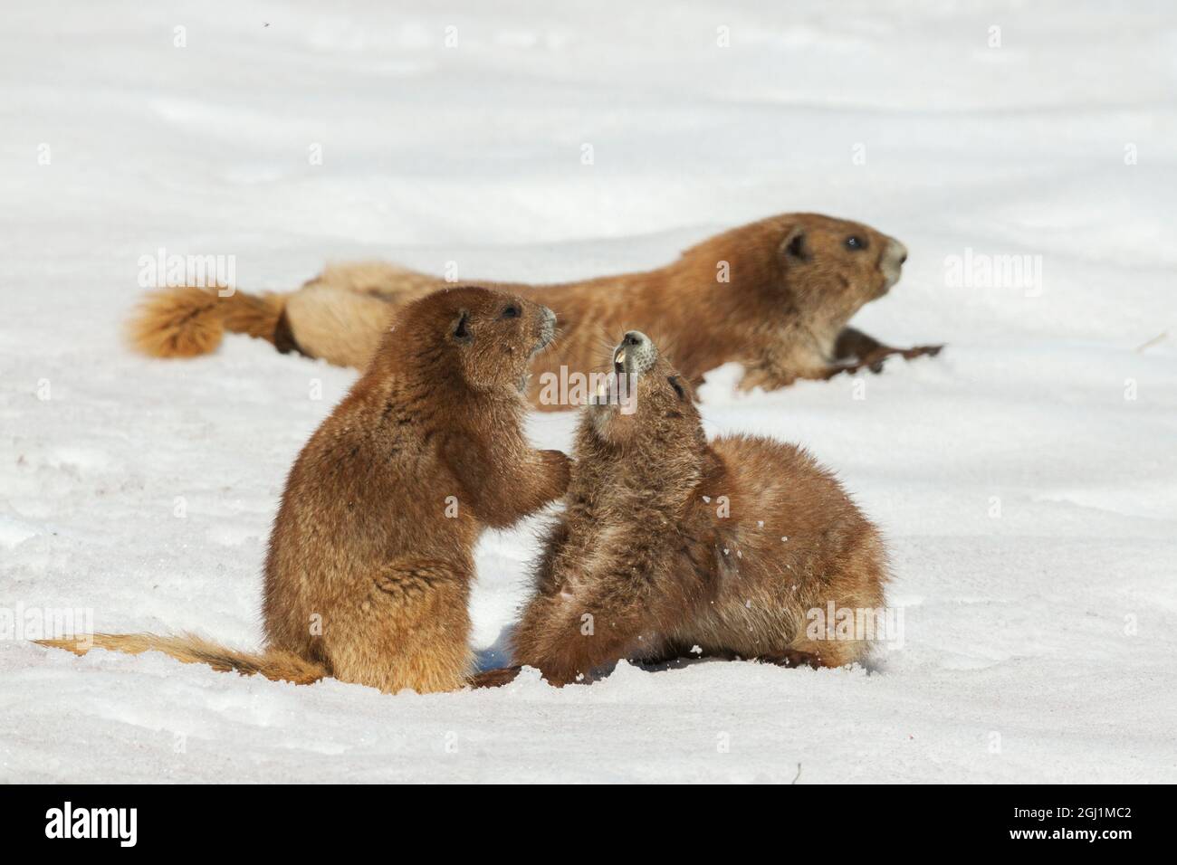 Olympic marmot marmota olympus hi-res stock photography and images - Alamy