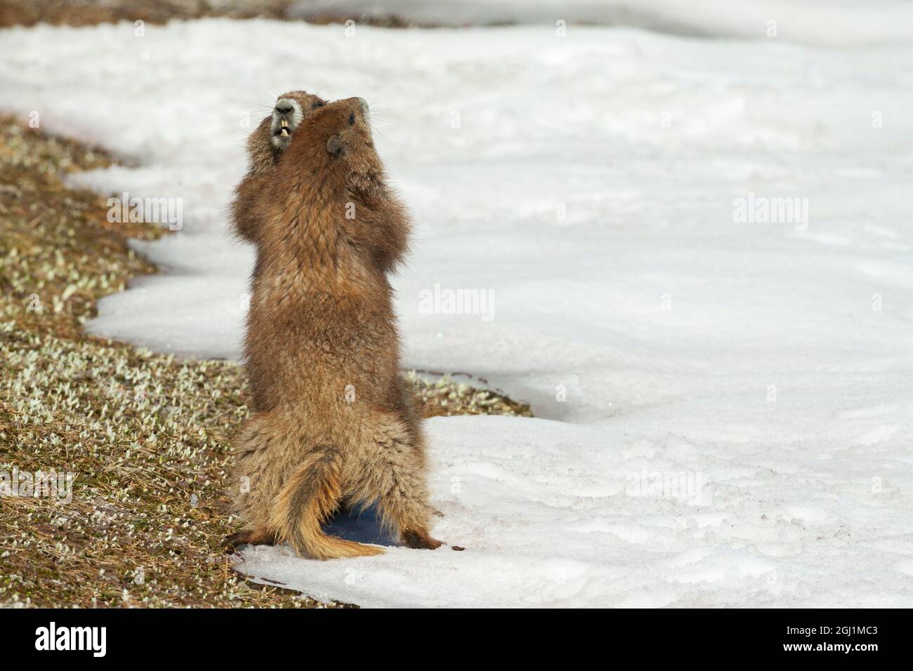 Olympic marmots hugging Stock Photo - Alamy
