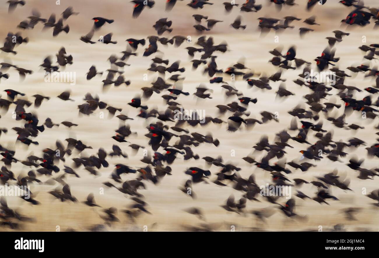 Flying red winged blackbirds hi-res stock photography and images - Alamy