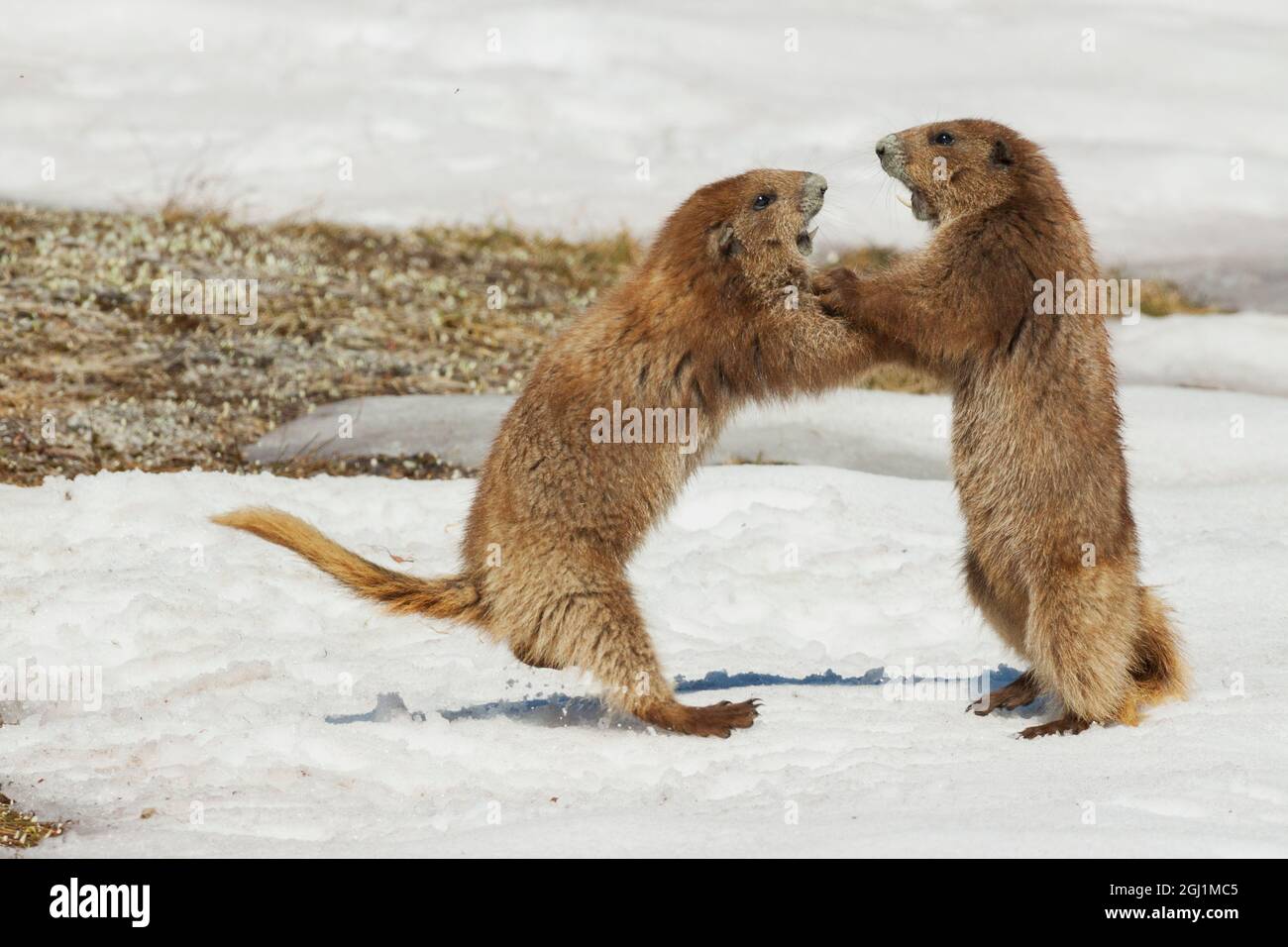Playful marmots hi-res stock photography and images - Alamy