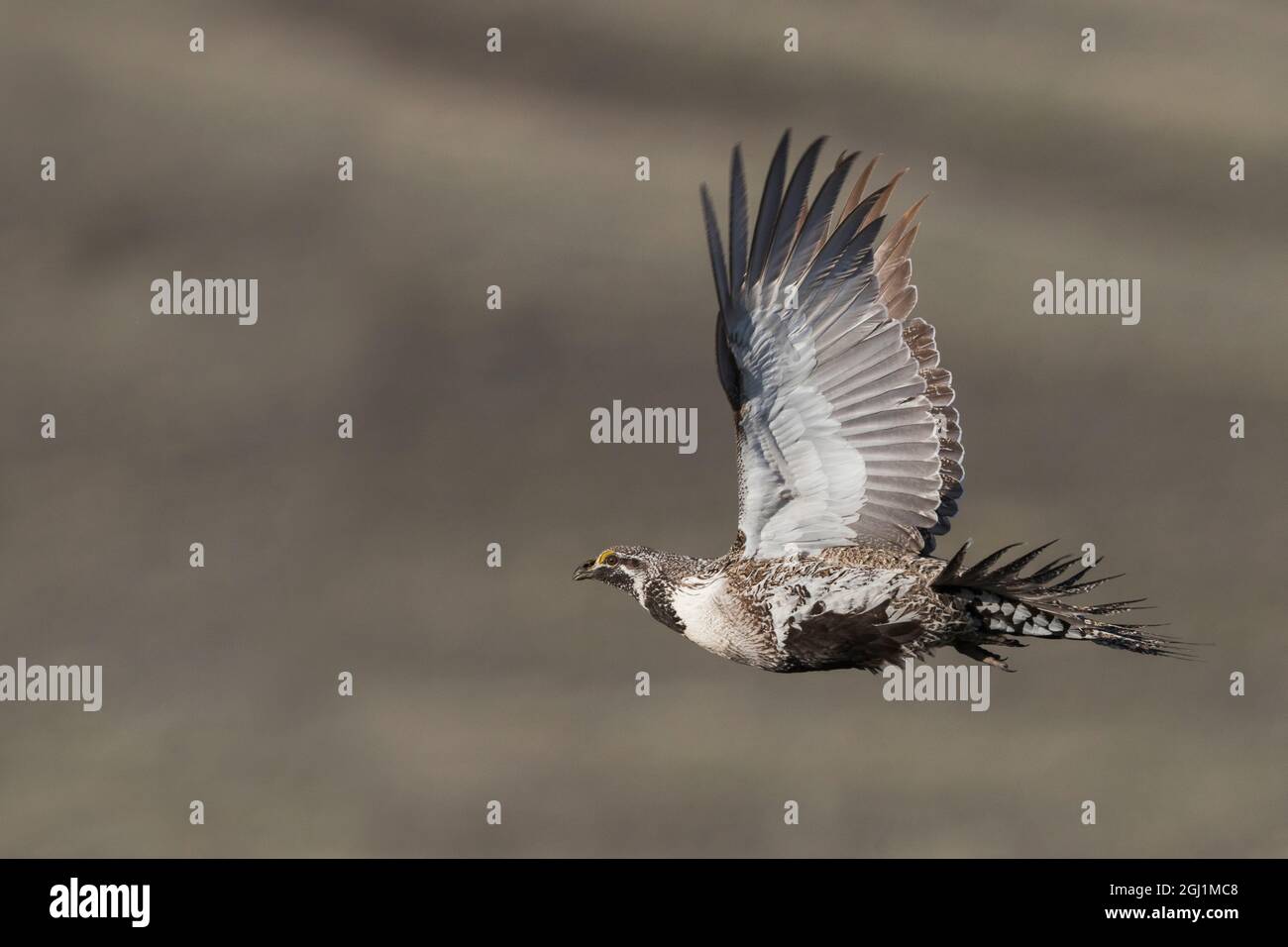 Greater sage grouse flying hi-res stock photography and images - Alamy