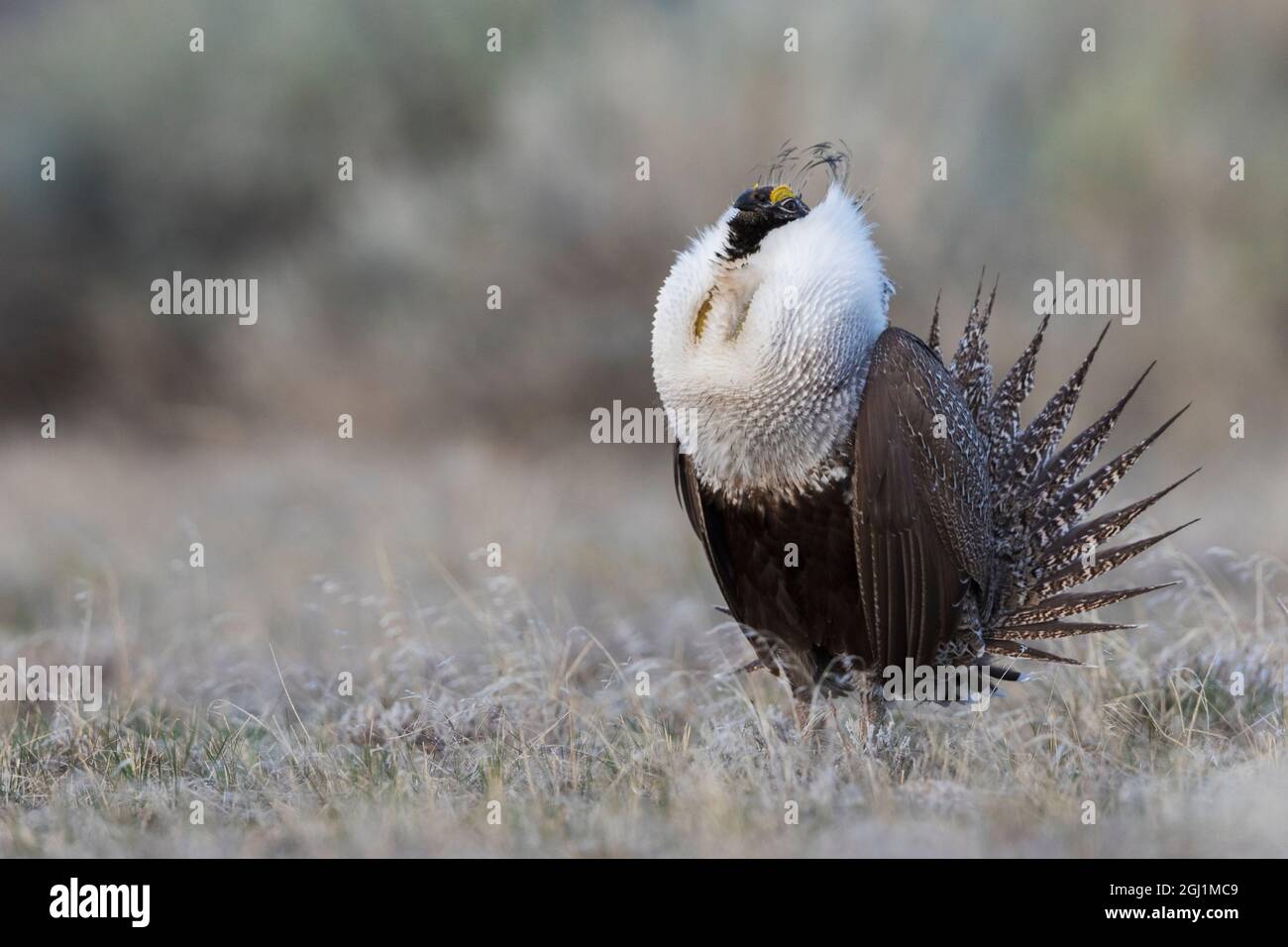 Greater sage grouse, courtship display Stock Photo - Alamy