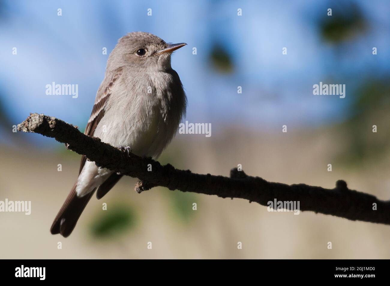 Flycatcher western wood pewee hi-res stock photography and images - Alamy