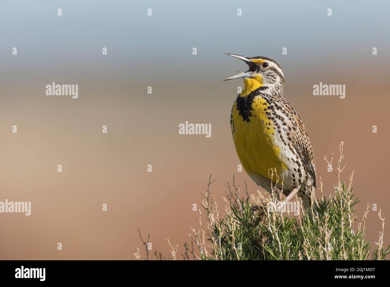 Western meadowlark singing Stock Photo - Alamy
